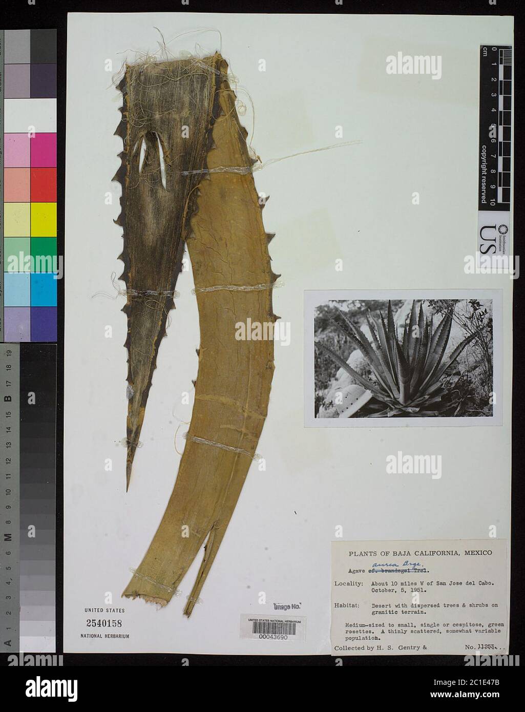 Agave aurea Agave aurea Stock Photo - Alamy