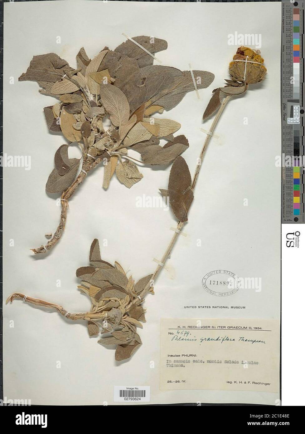 Prasium grandiflora HS Thomps Prasium grandiflora HS Thomps Stock Photo ...
