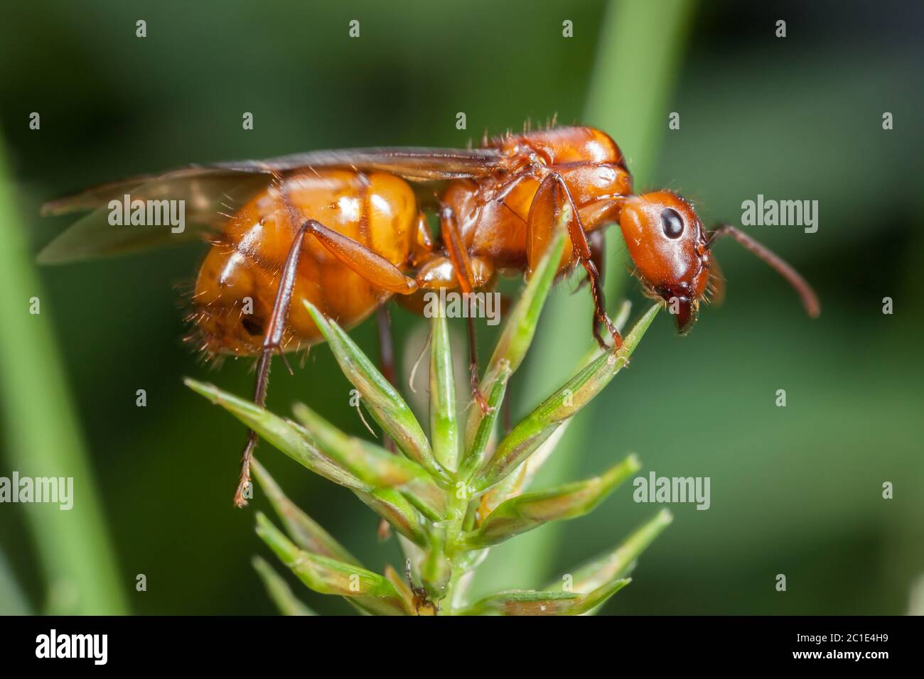 Flying bugs on leaves hi-res stock photography and images - Alamy