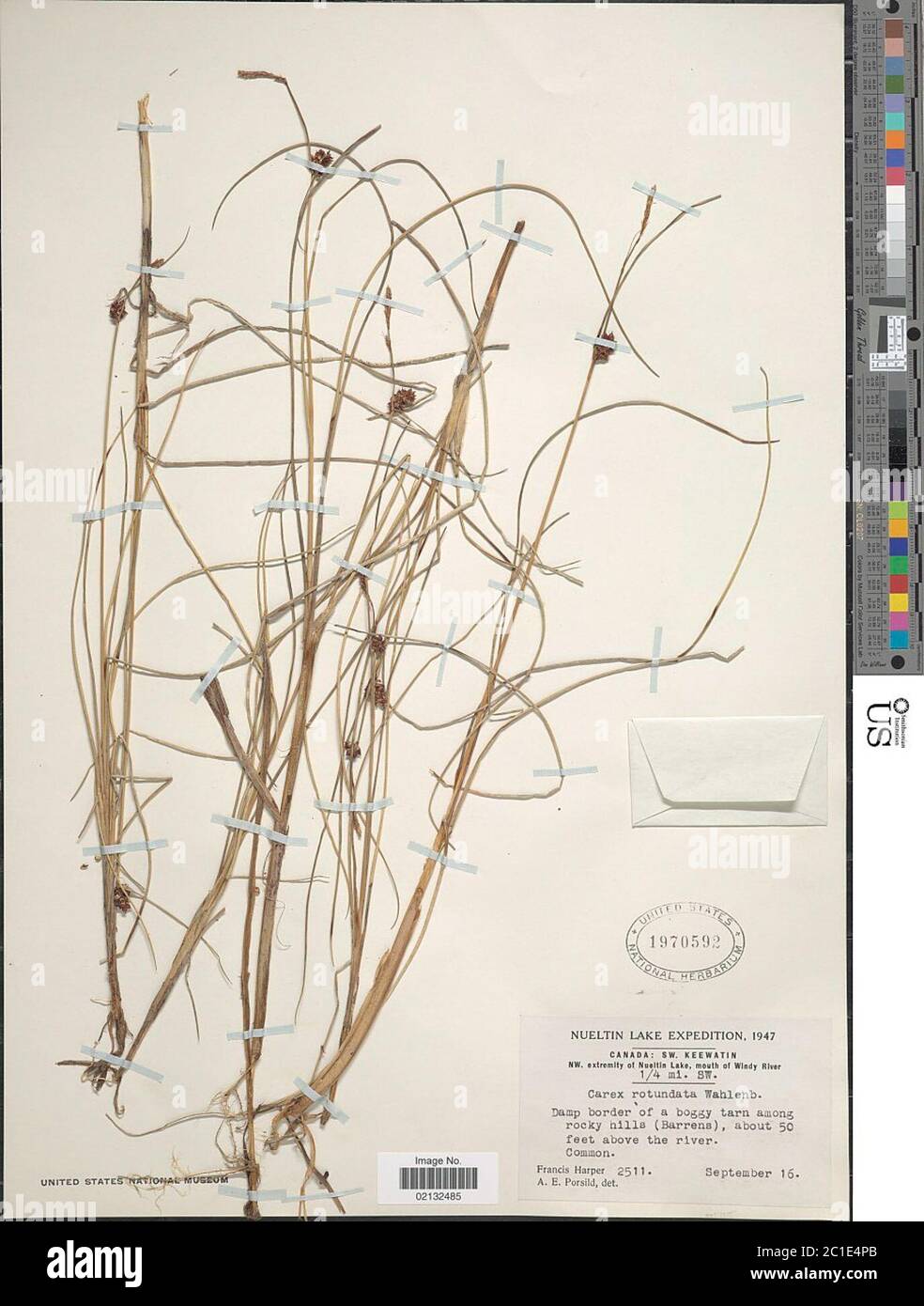 Carex rotundata Wahlenb Carex rotundata Wahlenb Stock Photo - Alamy