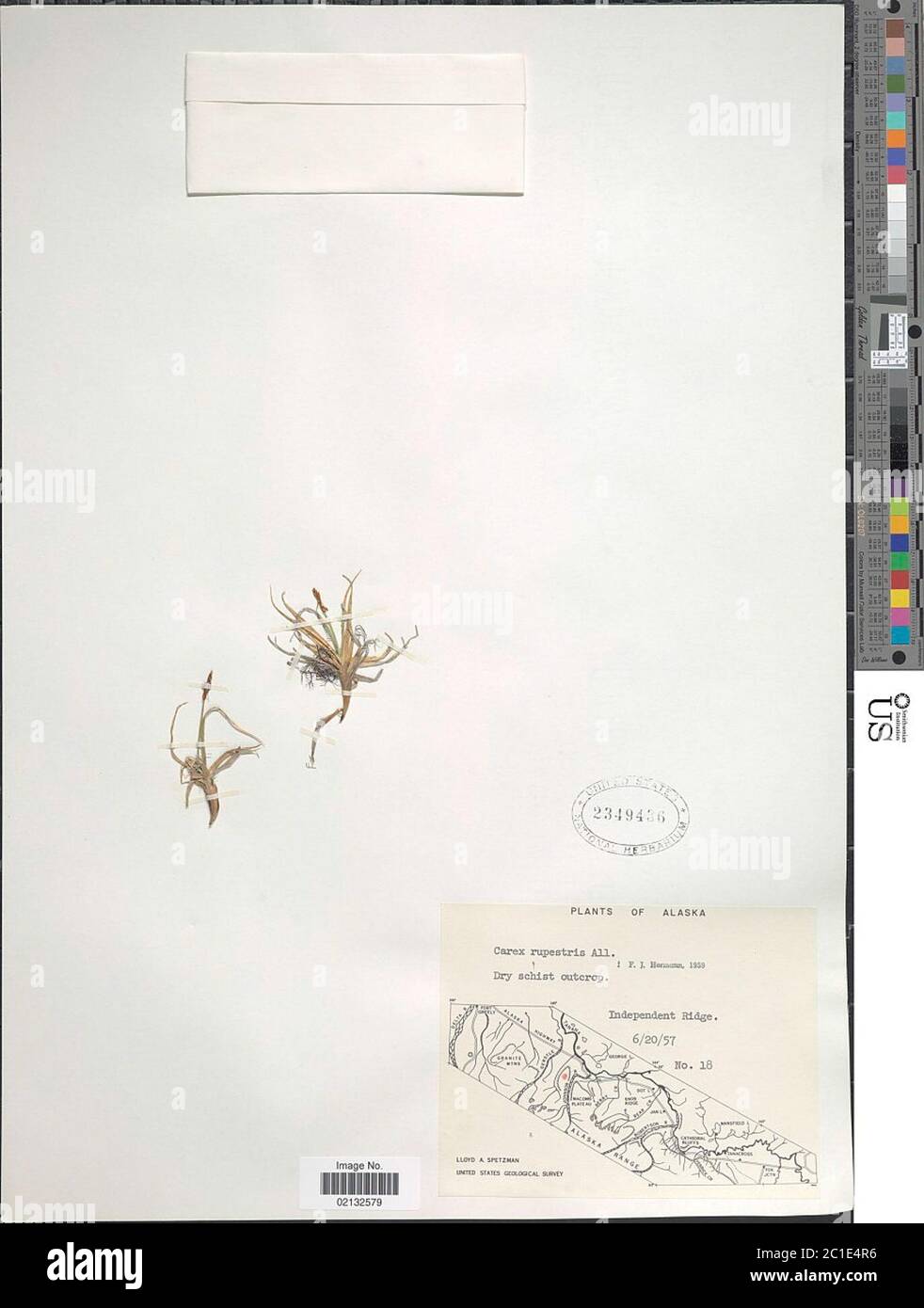 Carex rupestris hi-res stock photography and images - Alamy