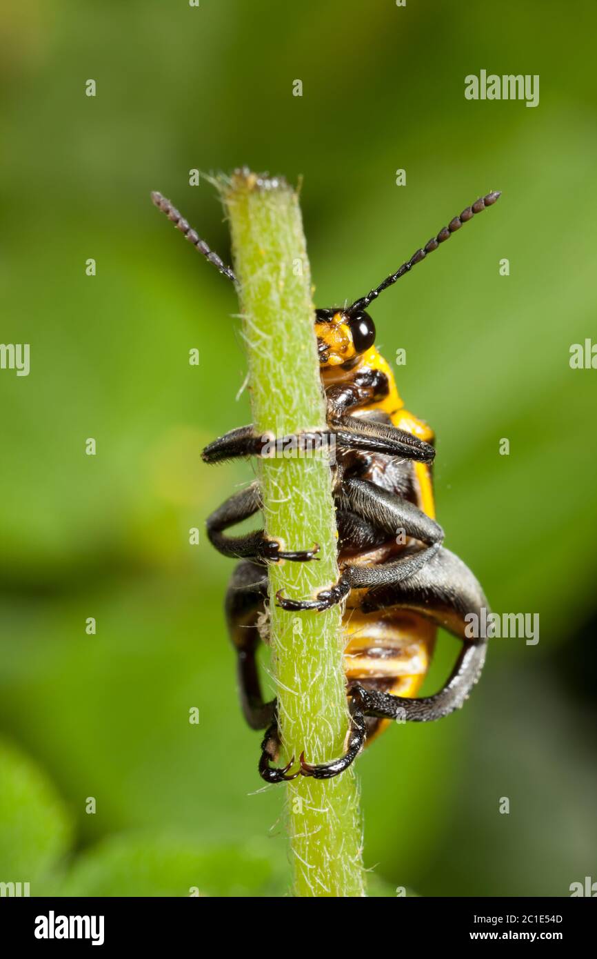 Beetle on branch Stock Photo - Alamy