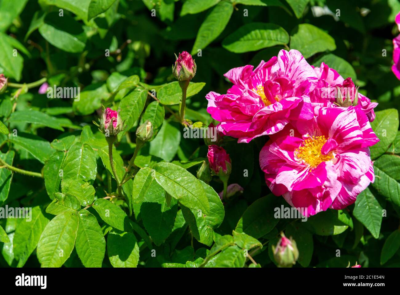 Rosa gallica versicolor summer hi-res stock photography and images - Alamy