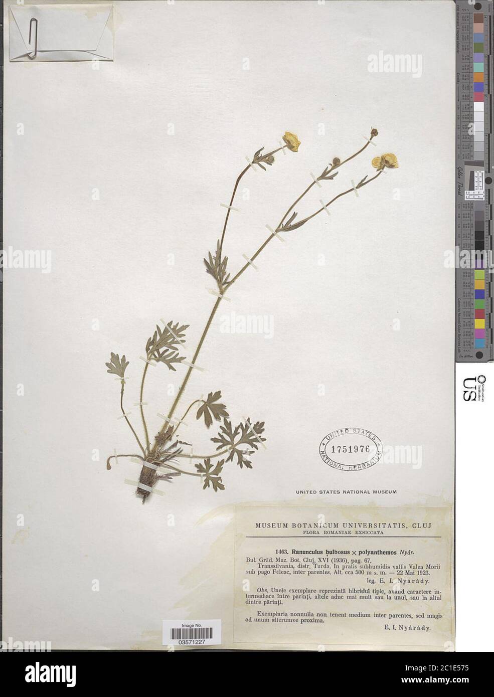 Ranunculus bulbosus L Ranunculus bulbosus L Stock Photo - Alamy