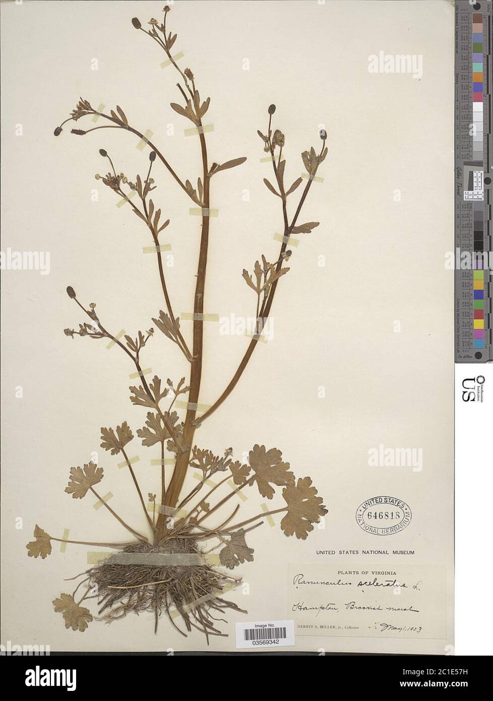 Ranunculus sceleratus L Ranunculus sceleratus L Stock Photo - Alamy