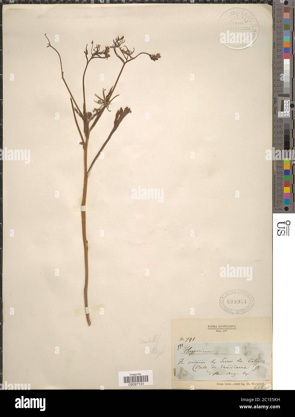 Indet sp Indet sp Stock Photo - Alamy