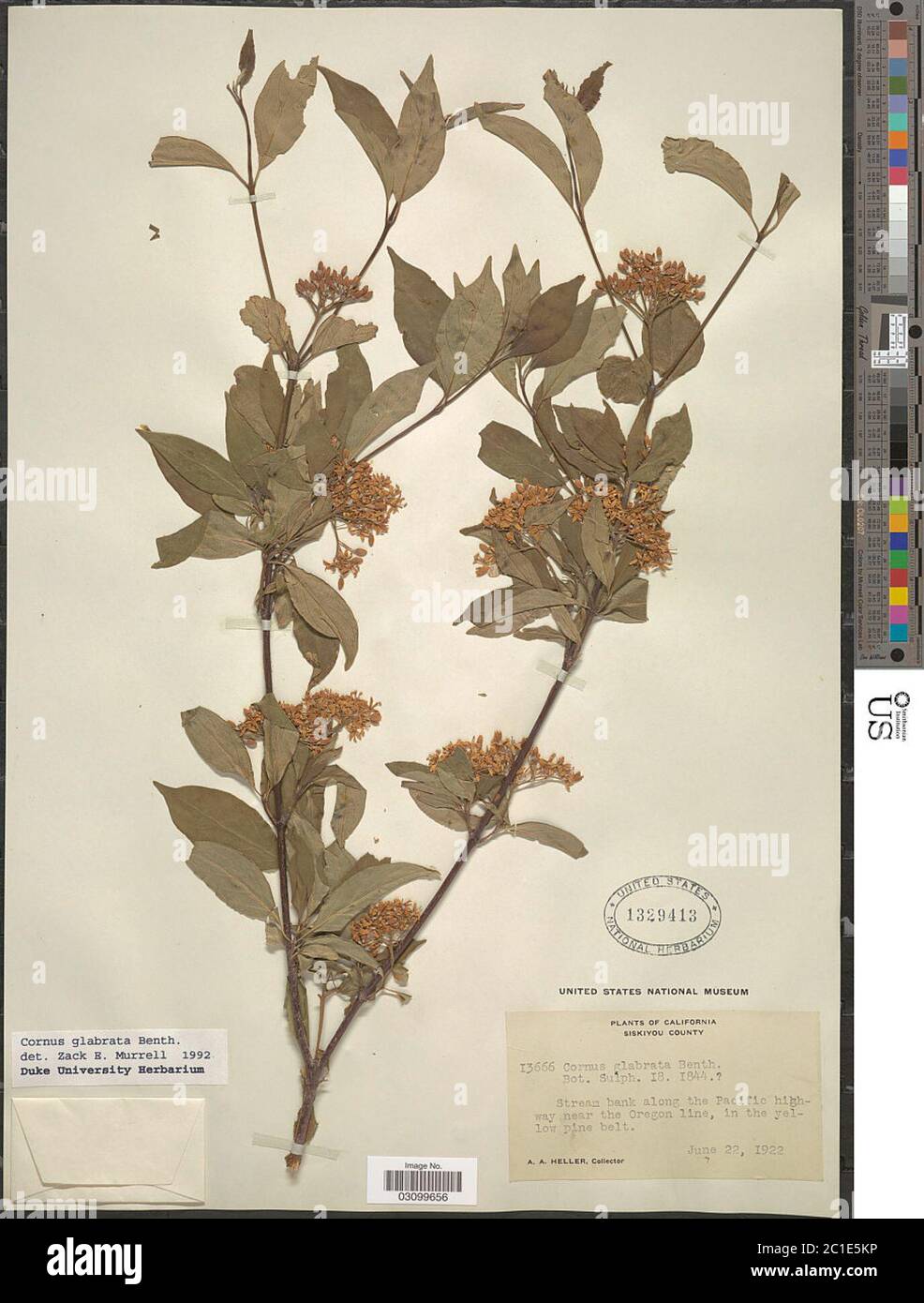 Cornus glabrata Benth Cornus glabrata Benth Stock Photo - Alamy