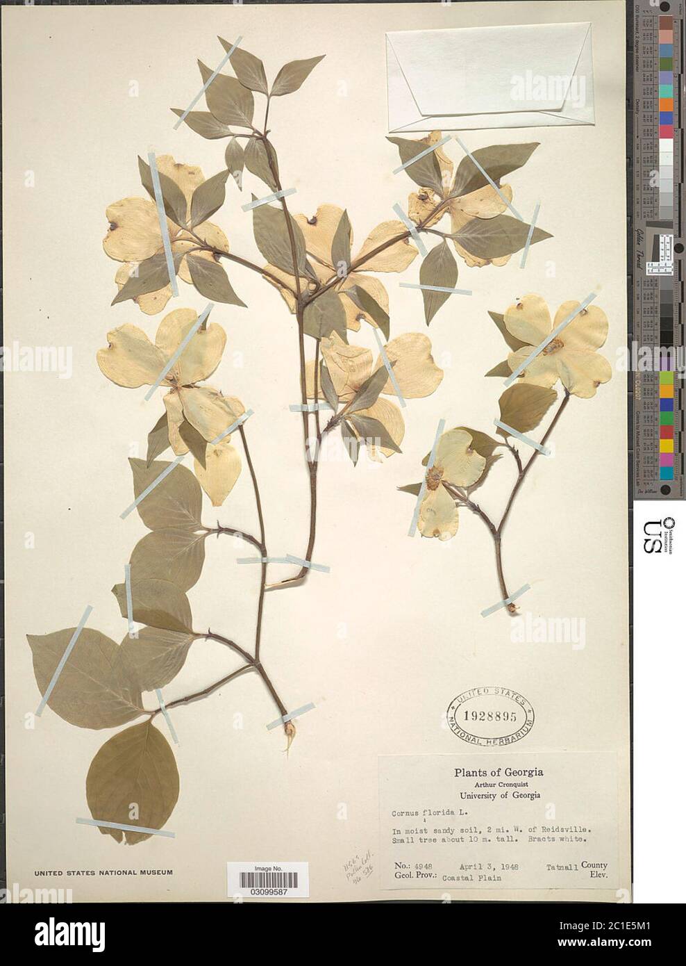 Cornus florida L Cornus florida L Stock Photo - Alamy