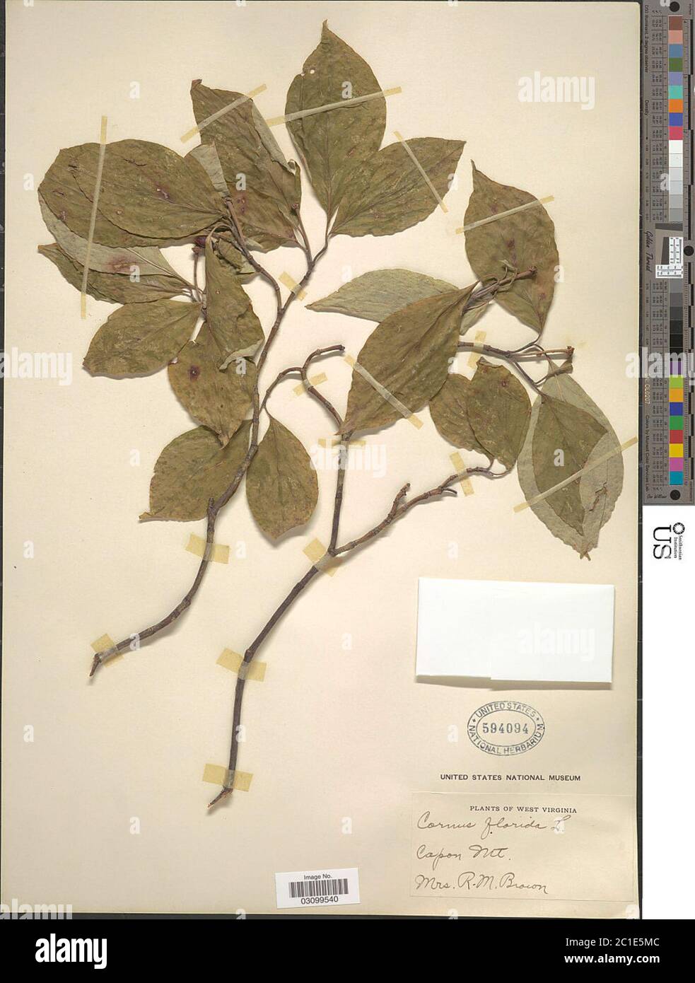 Cornus florida L Cornus florida L Stock Photo - Alamy