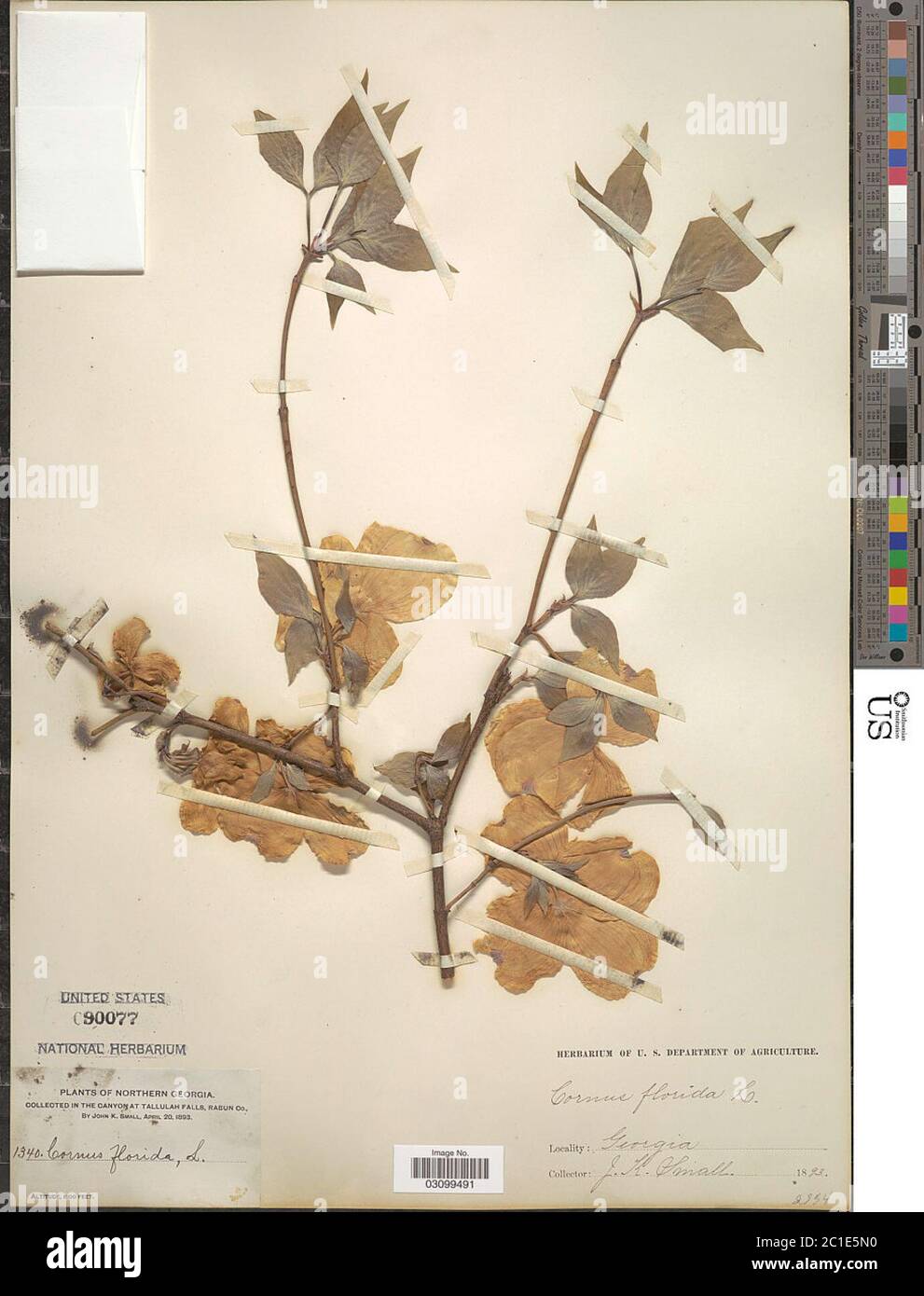 Cornus florida L Cornus florida L Stock Photo - Alamy