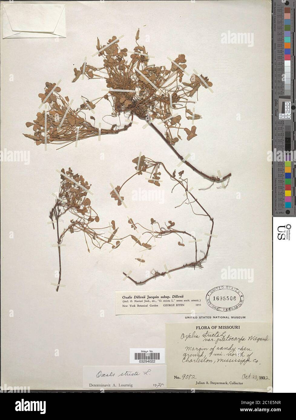 Oxalis sp hi-res stock photography and images - Alamy