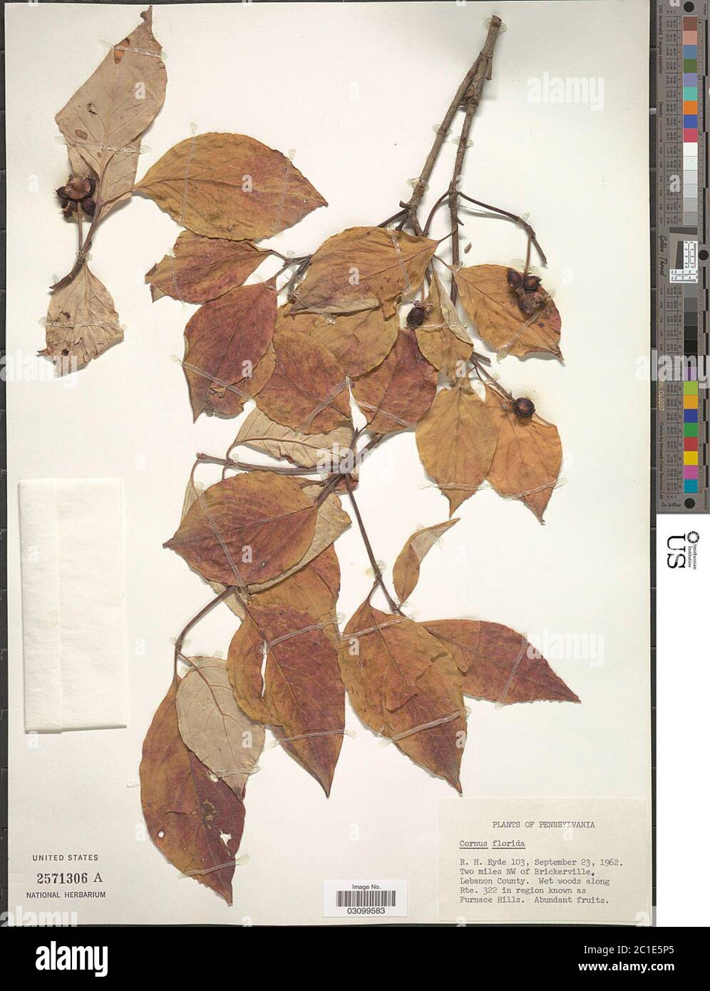 Cornus florida L Cornus florida L Stock Photo - Alamy