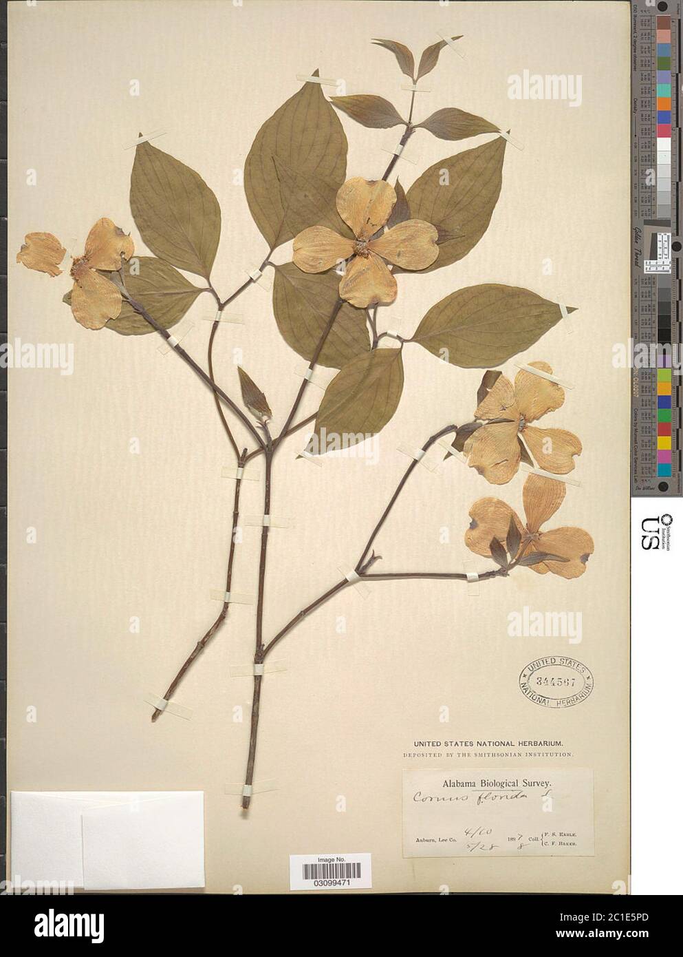 Cornus florida L Cornus florida L Stock Photo - Alamy