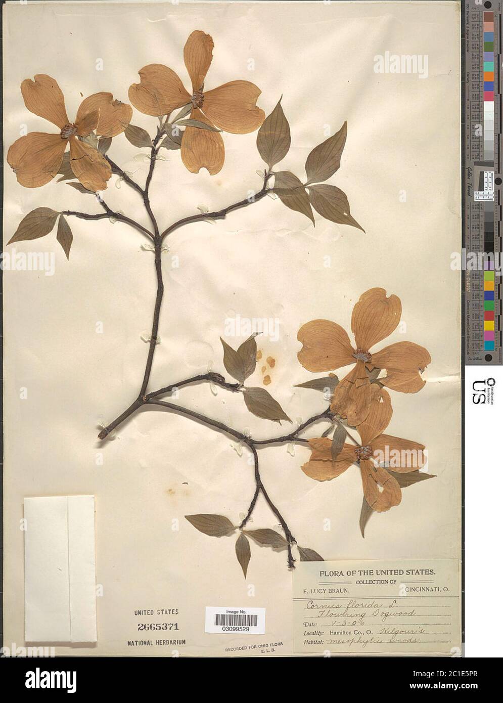 Cornus florida l hi-res stock photography and images - Alamy