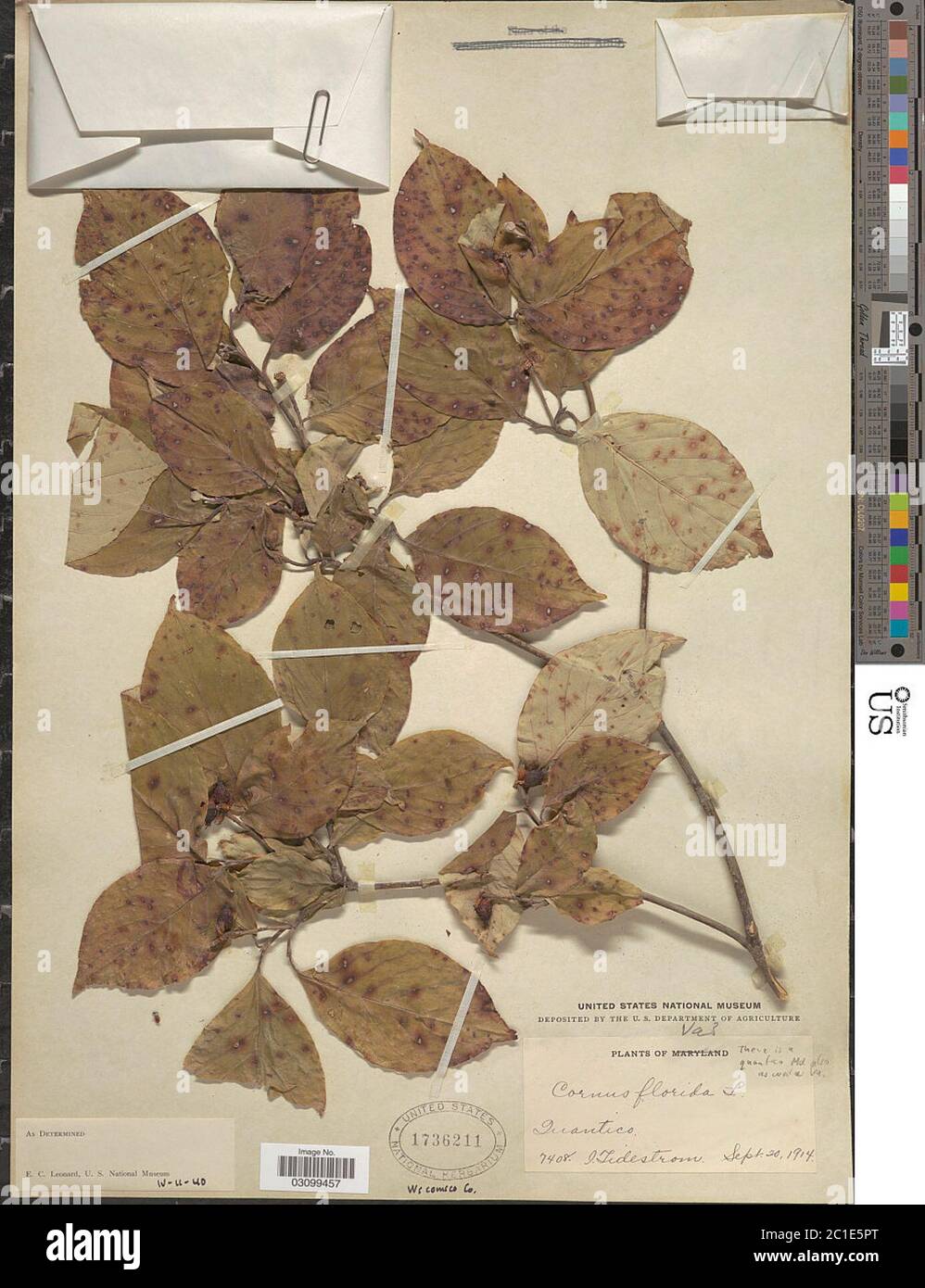 Cornus florida L Cornus florida L Stock Photo - Alamy