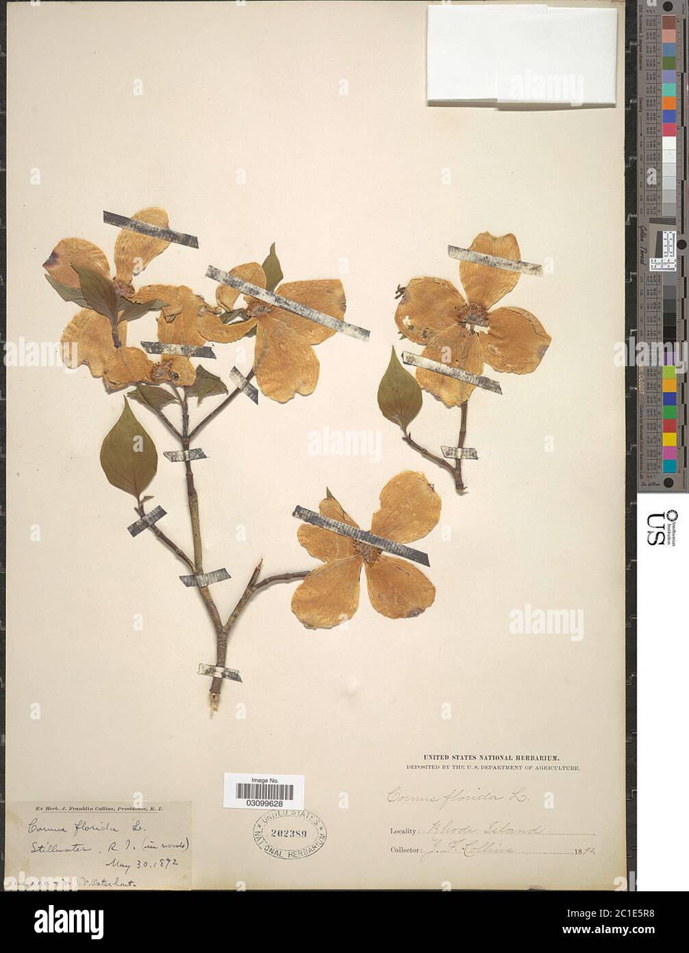 Cornus florida l hi-res stock photography and images - Alamy