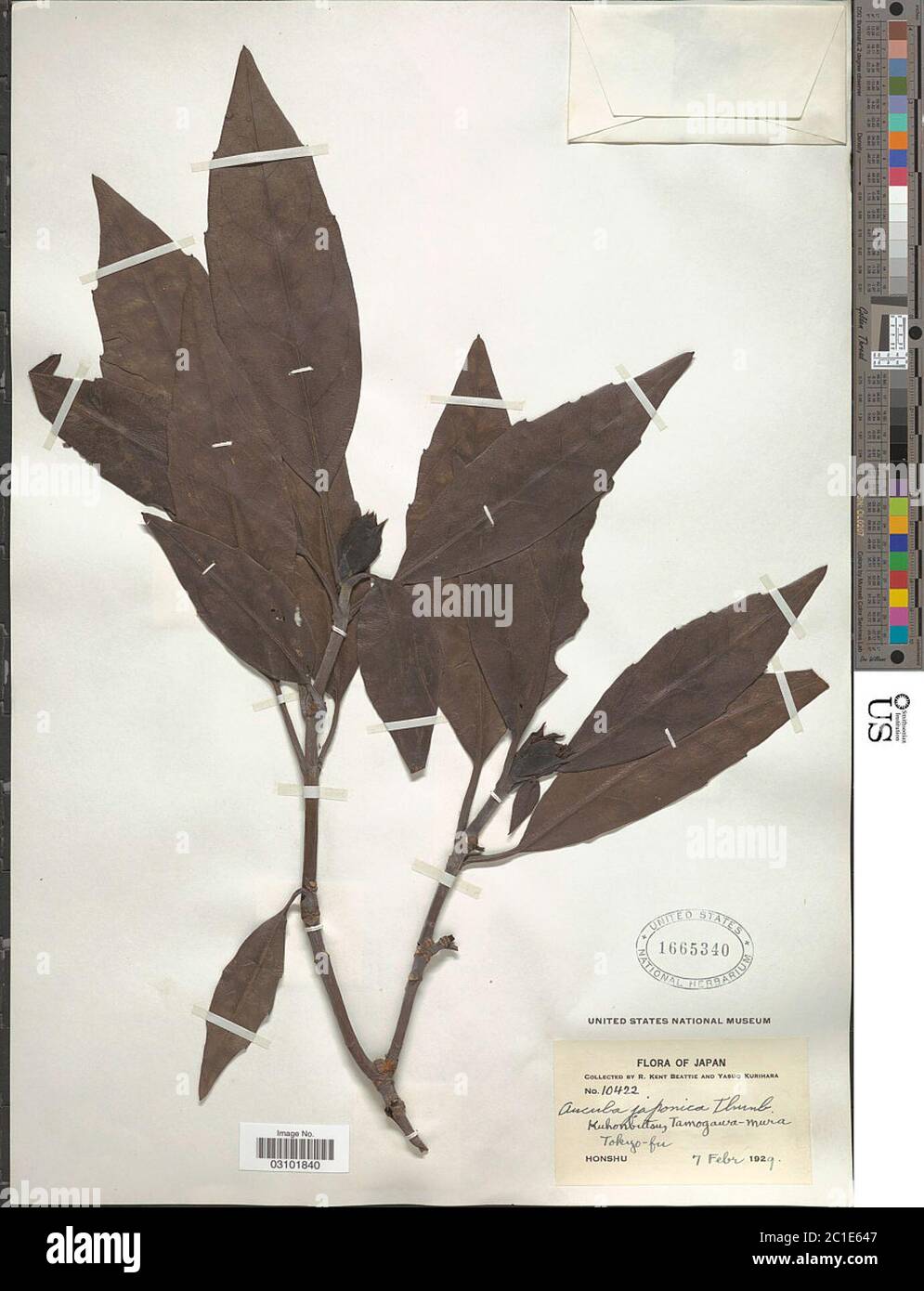 Aucuba japonica Thunb Aucuba japonica Thunb Stock Photo - Alamy