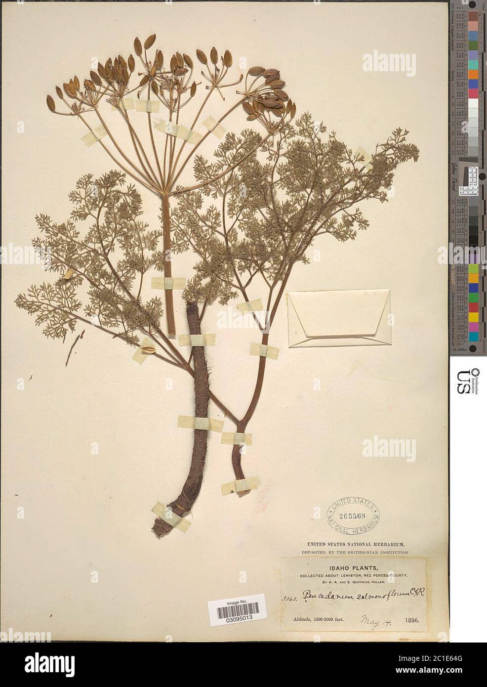 Lomatium salmoniflorum JM Coult Rose Mathias Constance Lomatium ...