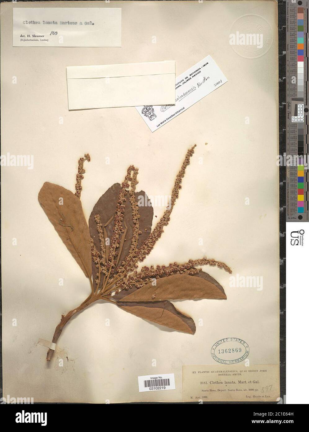 Clethra sp Clethra sp Stock Photo - Alamy