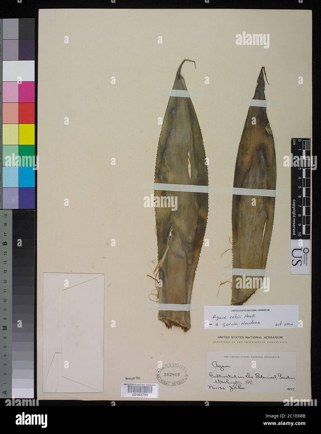 Agave celsii Hook Agave celsii Hook Stock Photo - Alamy