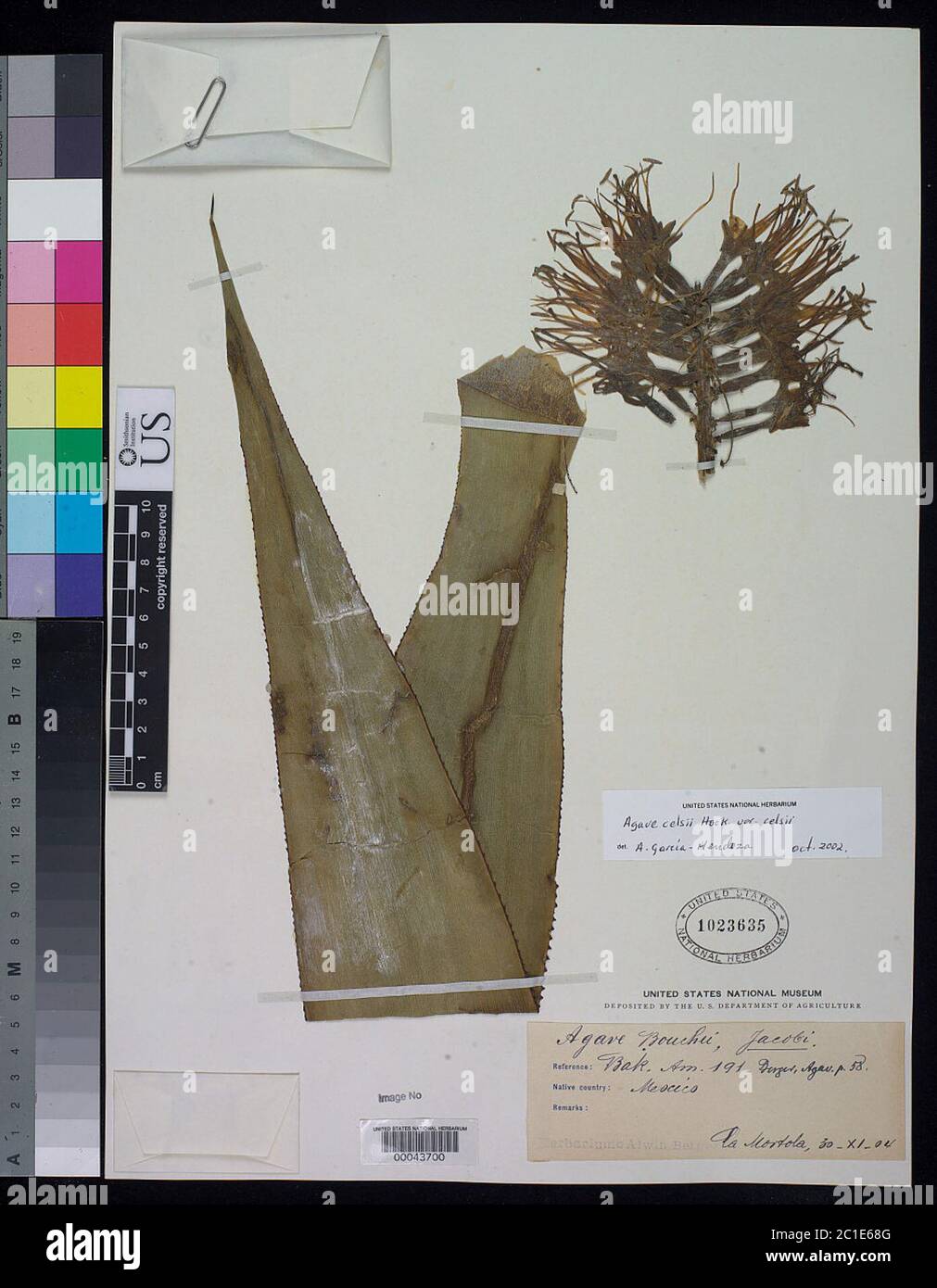 Agave celsii Hook Agave celsii Hook Stock Photo - Alamy