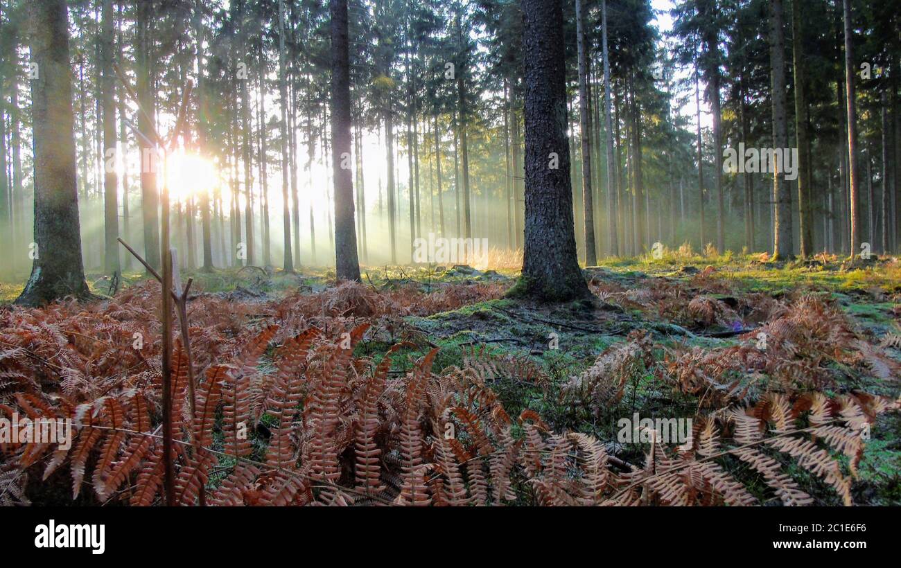 Wood sunset hi-res stock photography and images - Alamy