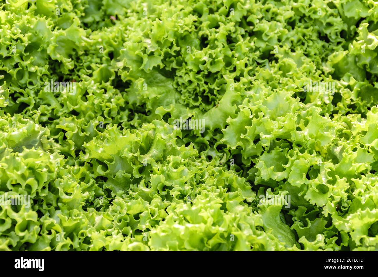 Wet lettuce hi-res stock photography and images - Alamy