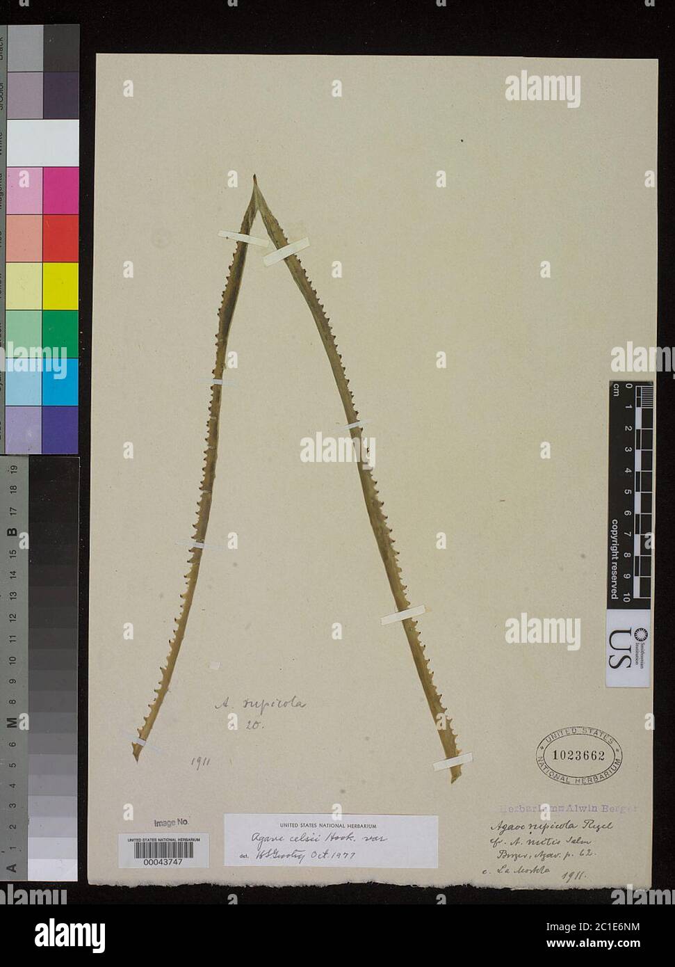 Agave celsii Hook Agave celsii Hook Stock Photo - Alamy