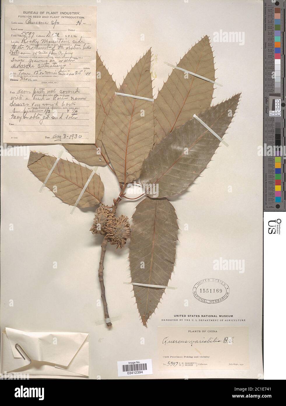 Quercus variabilis hi-res stock photography and images - Alamy