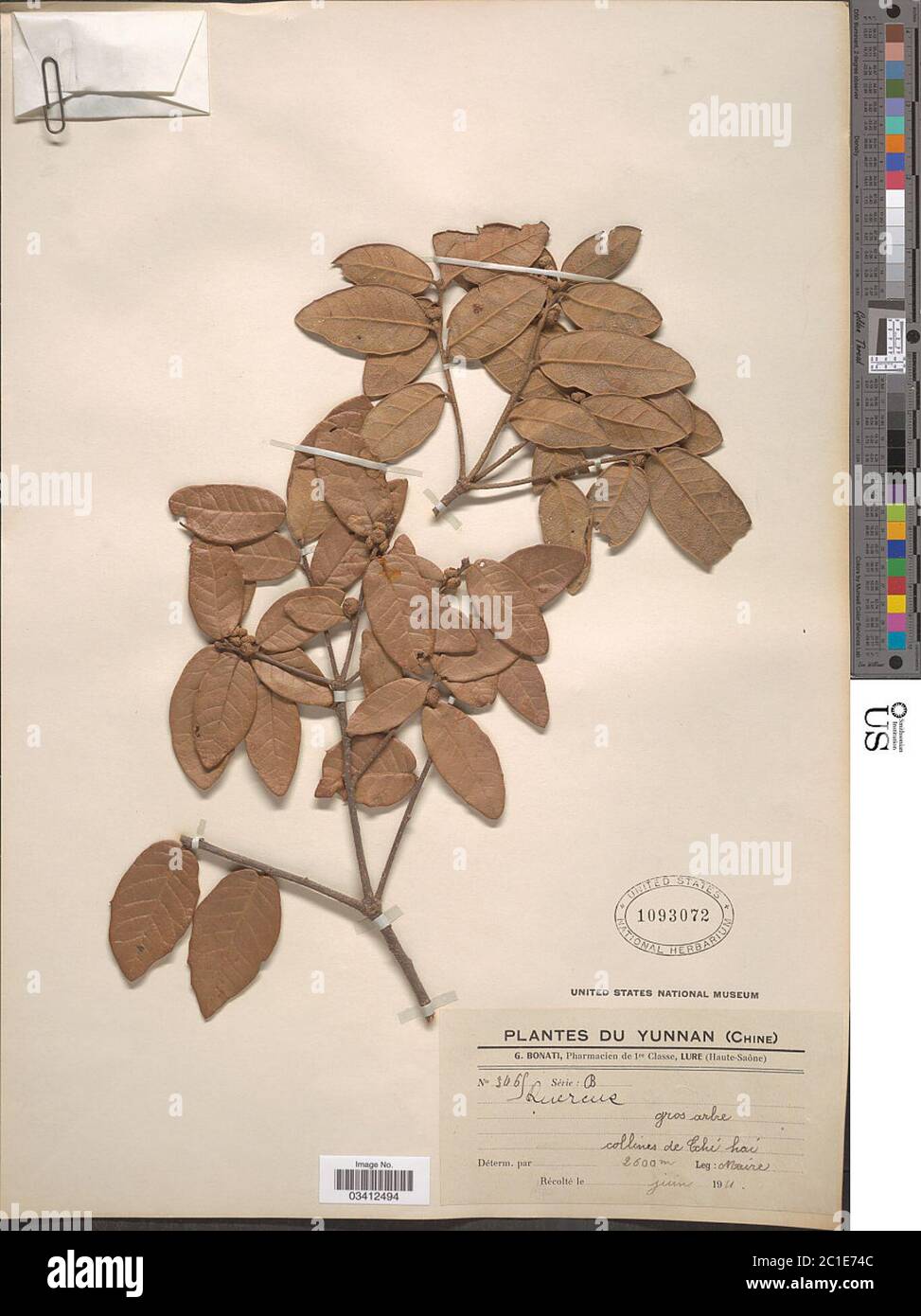 Quercus sp Quercus sp Stock Photo - Alamy