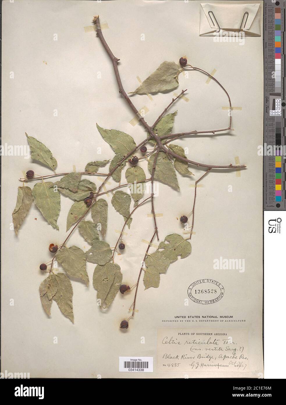 Celtis reticulata Torr Celtis reticulata Torr Stock Photo - Alamy