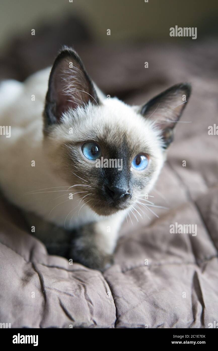 kitten (Siamese type ,Mekong bobtail) lies on a cover Stock Photo - Alamy