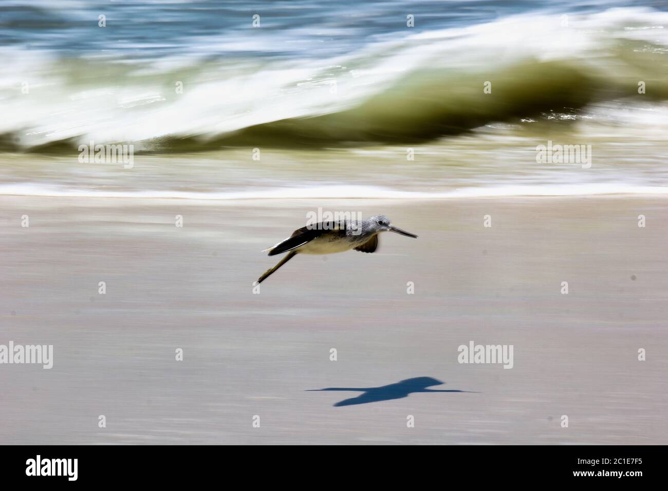 State Bird Of Kerala High Resolution Stock Photography and Images - Alamy