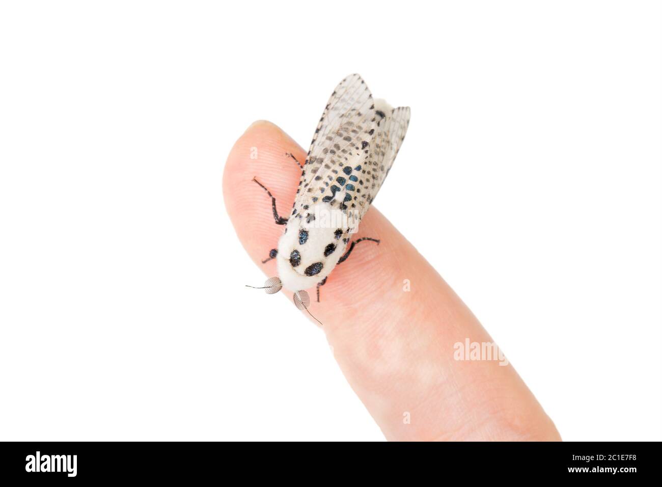 Wood leopard moth Zeuzera pyrina isolated on a white background Stock ...