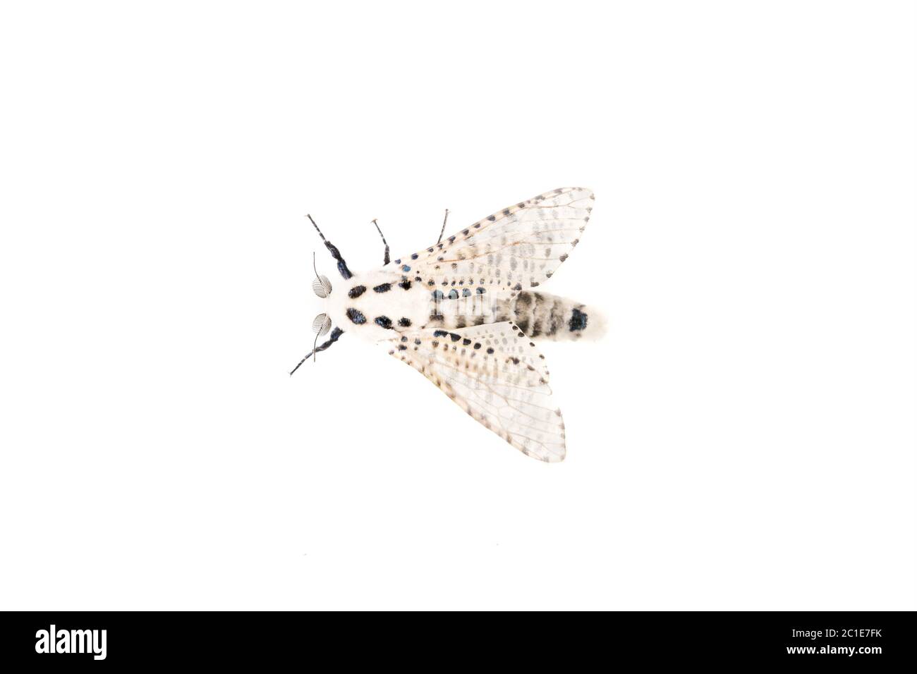 Wood leopard moth Zeuzera pyrina isolated on a white background Stock ...