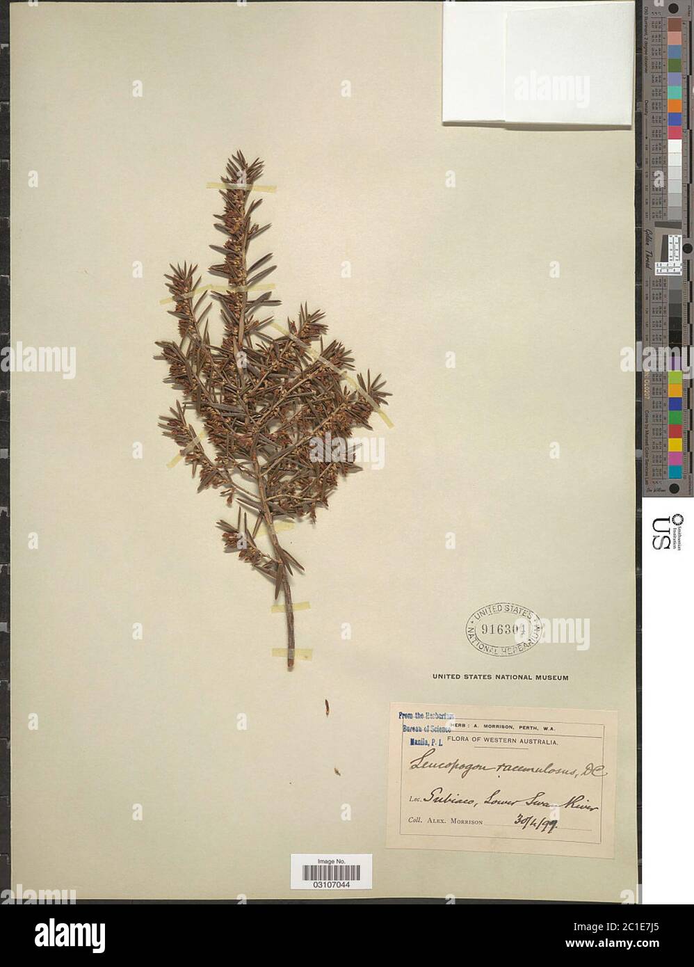 Leucopogon racemulosus DC Leucopogon racemulosus DC Stock Photo - Alamy