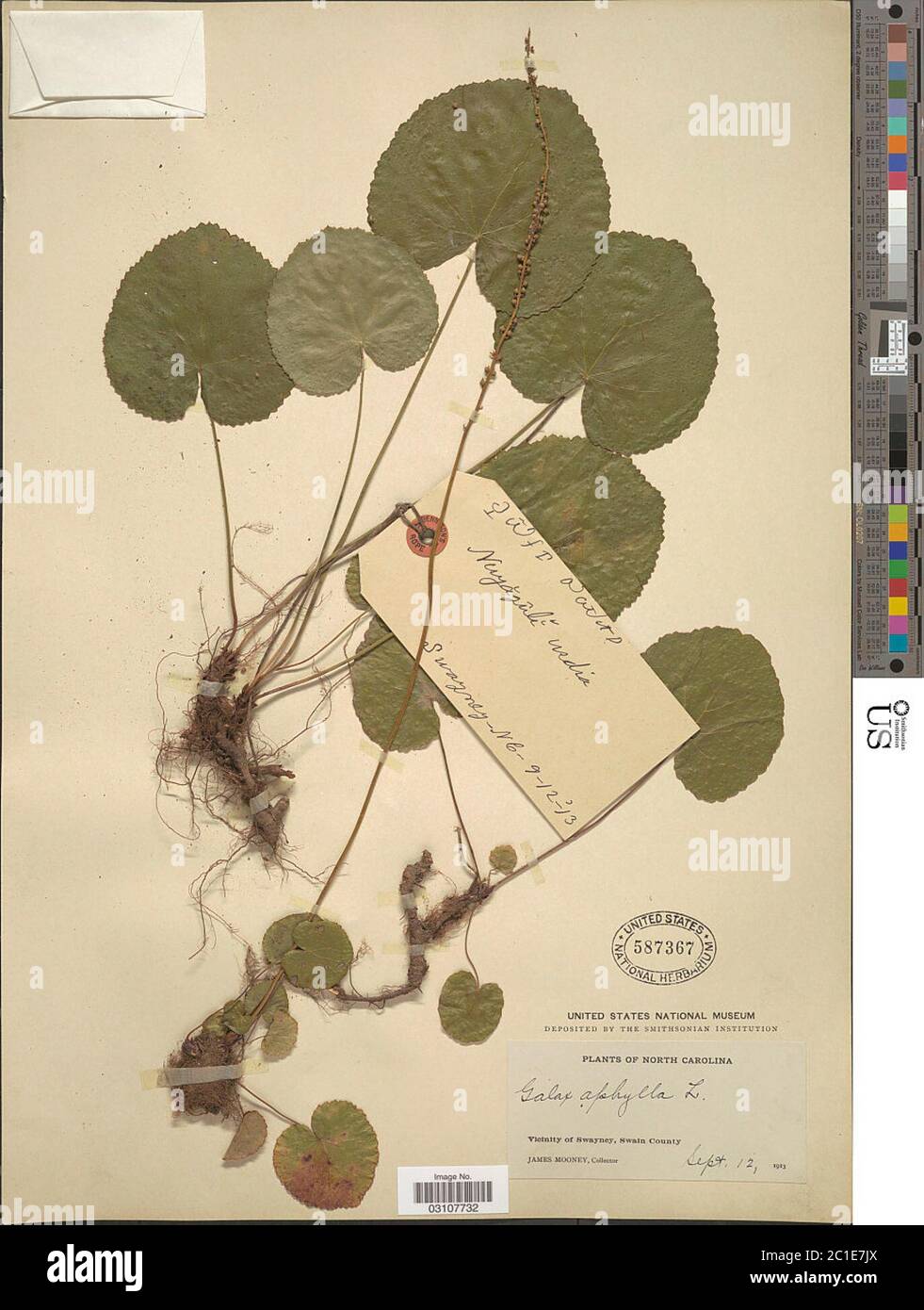 Galax aphylla L Galax aphylla L Stock Photo - Alamy