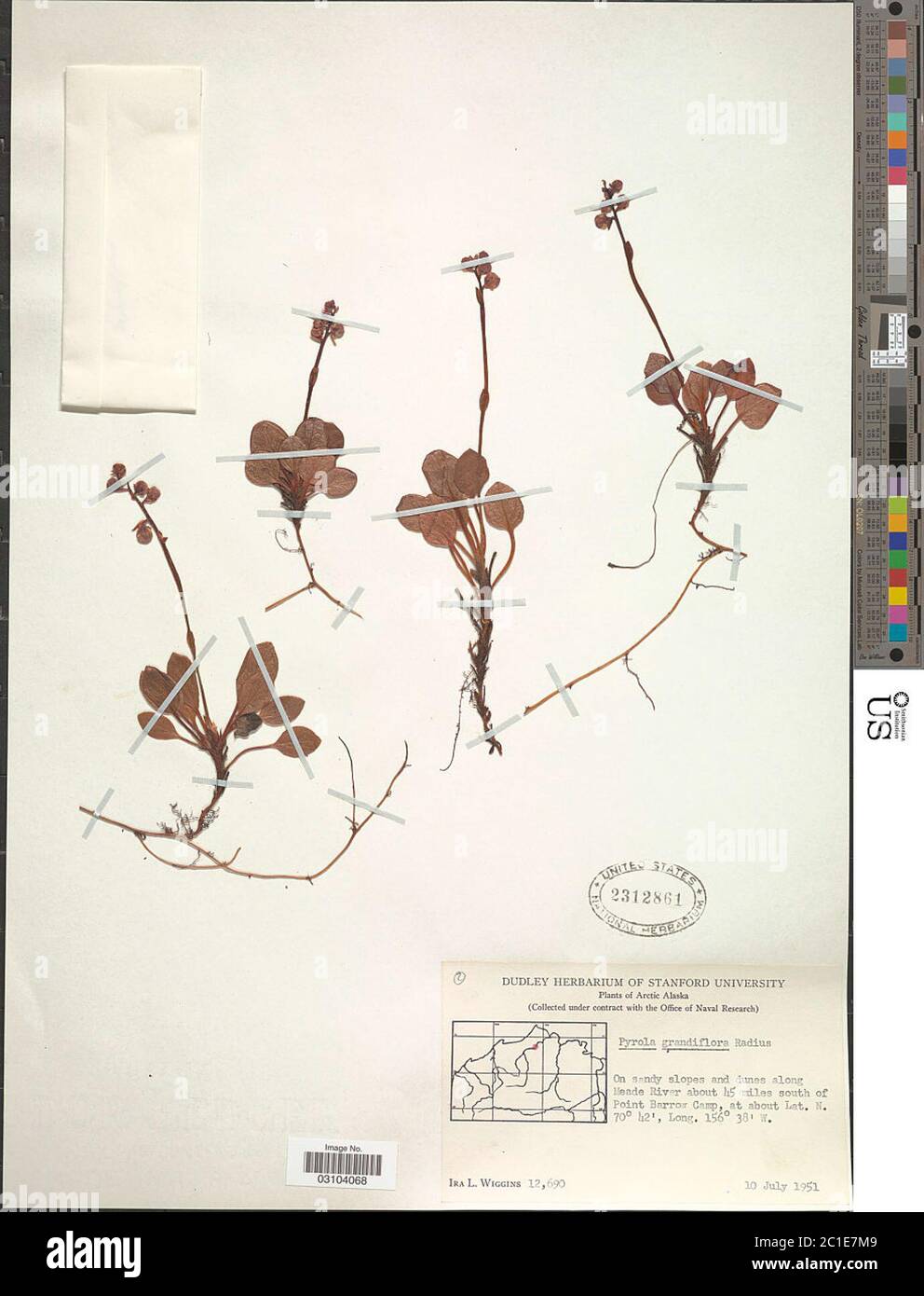 Pyrola grandiflora Radius Pyrola grandiflora Radius Stock Photo - Alamy