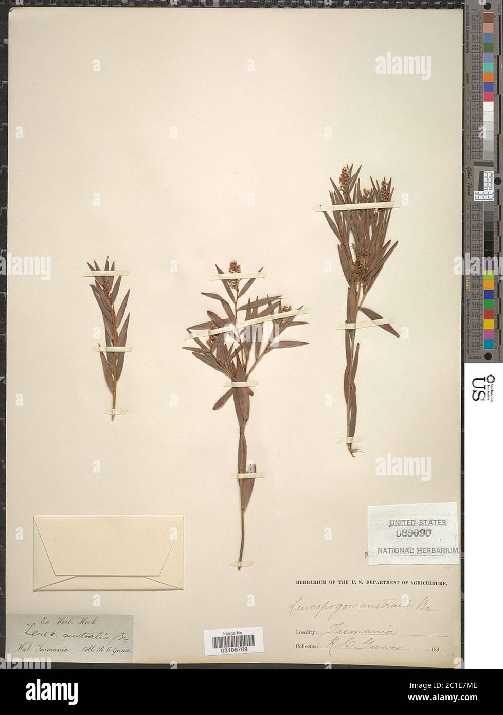 Leucopogon hi-res stock photography and images - Alamy