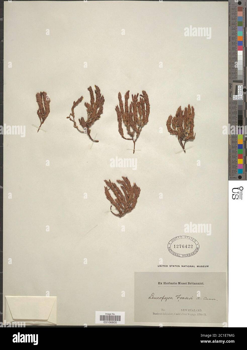 Leucopogon fraseri A Cunn Leucopogon fraseri A Cunn Stock Photo - Alamy