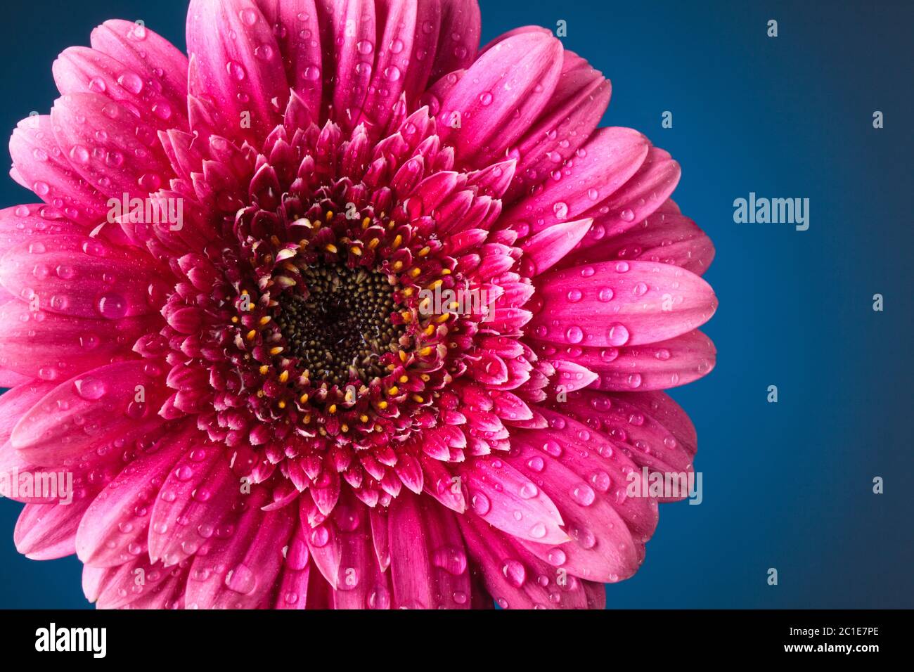 Fresh Gerbera flowers Stock Photo - Alamy