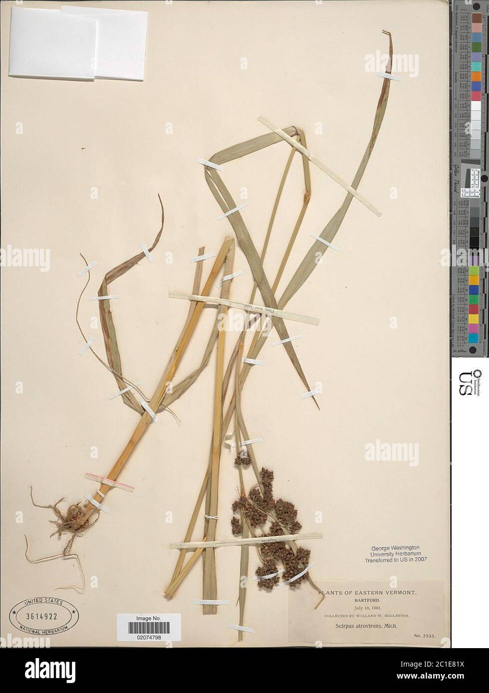 Scirpus atrovirens Willd Scirpus atrovirens Willd Stock Photo - Alamy