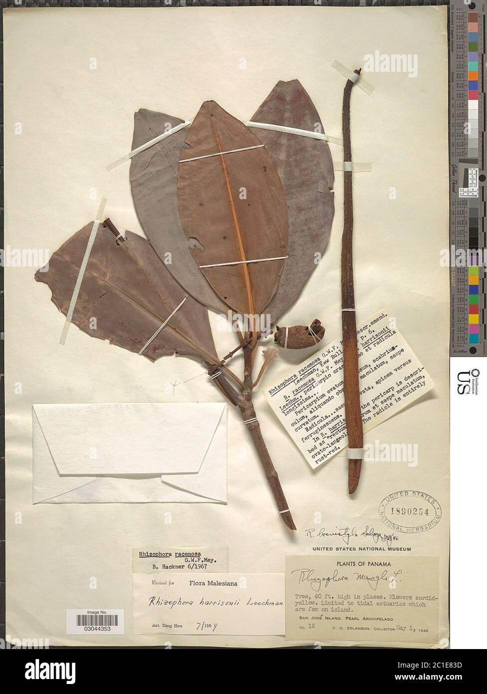 Rhizophora racemosa G Mey Rhizophora racemosa G Mey Stock Photo - Alamy