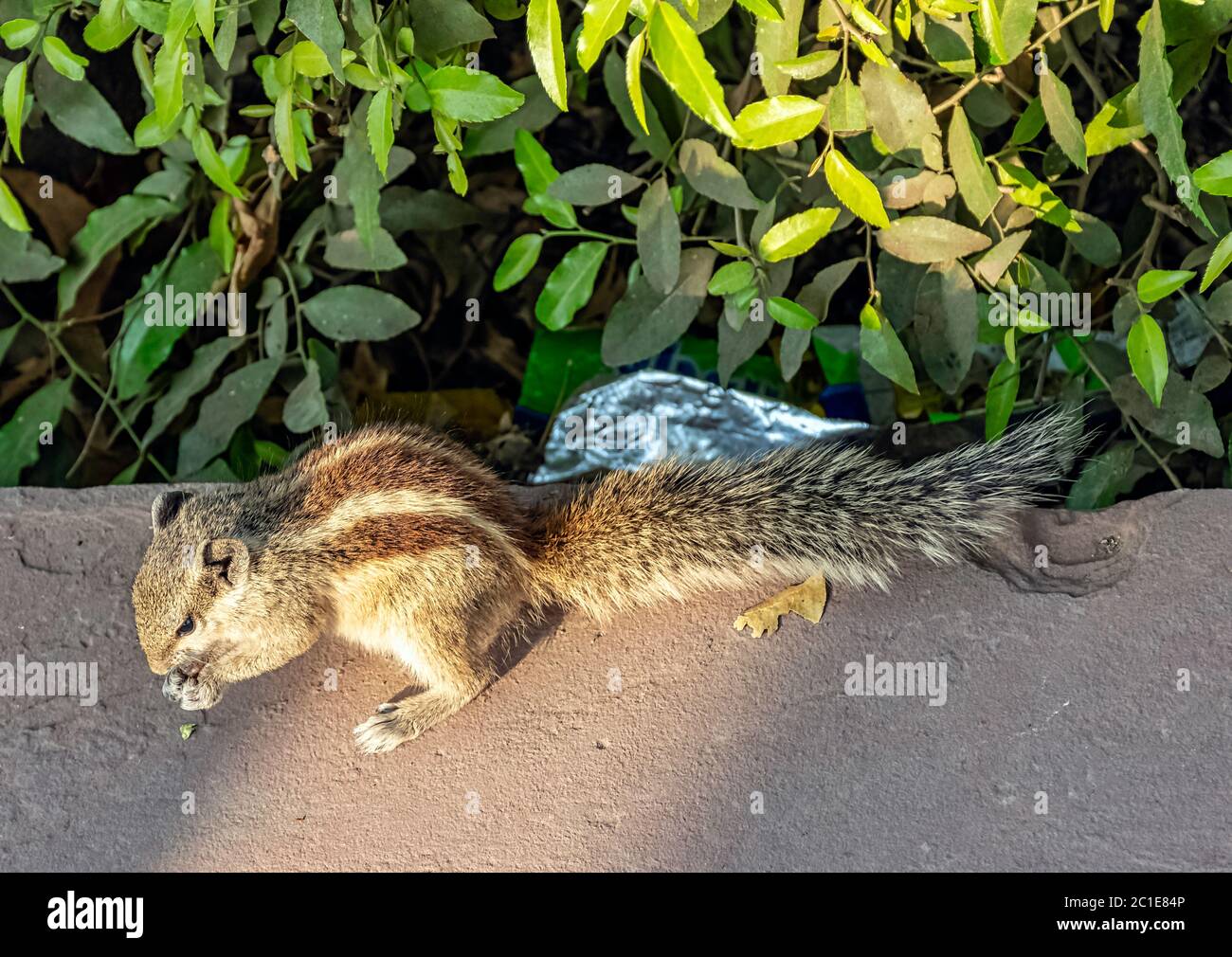 Indian palm squirrel or three-striped palm squirrel (Funambulus ...