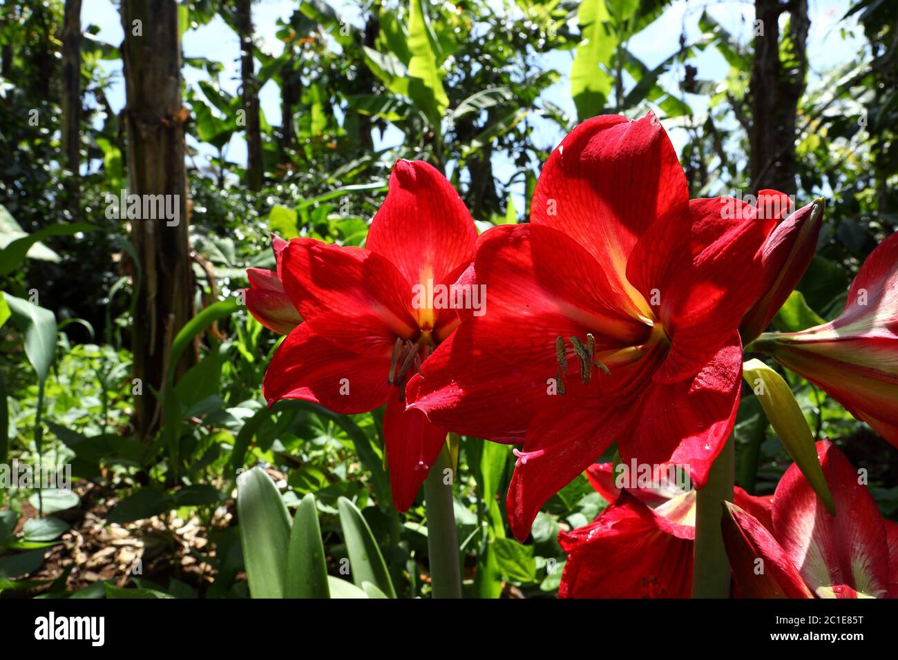 Tanzania flower hi-res stock photography and images - Alamy