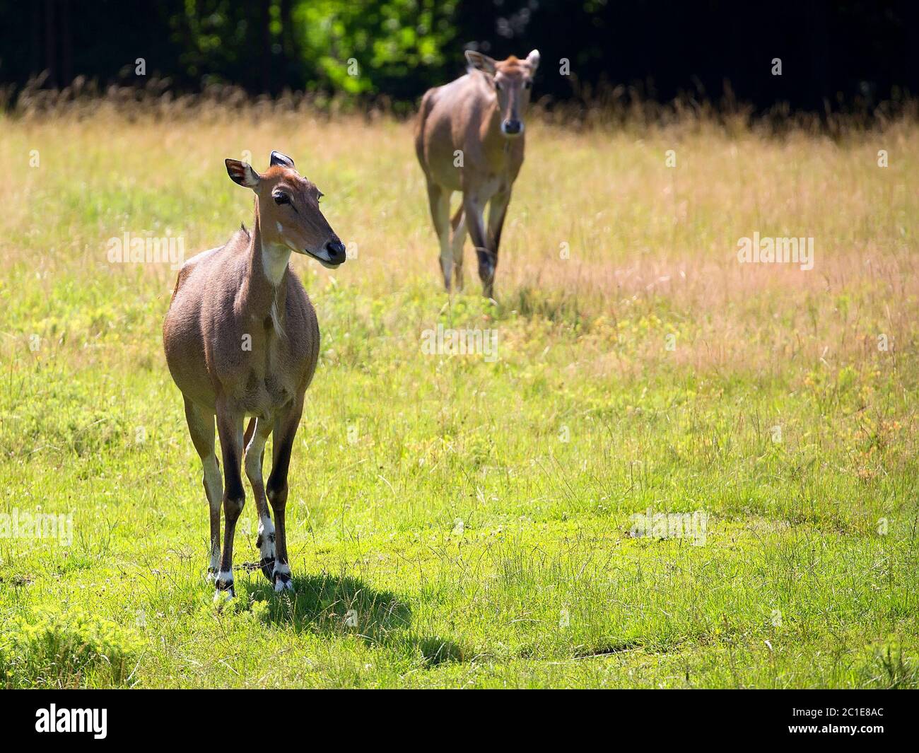 Nilgai in a clearing Stock Photo - Alamy
