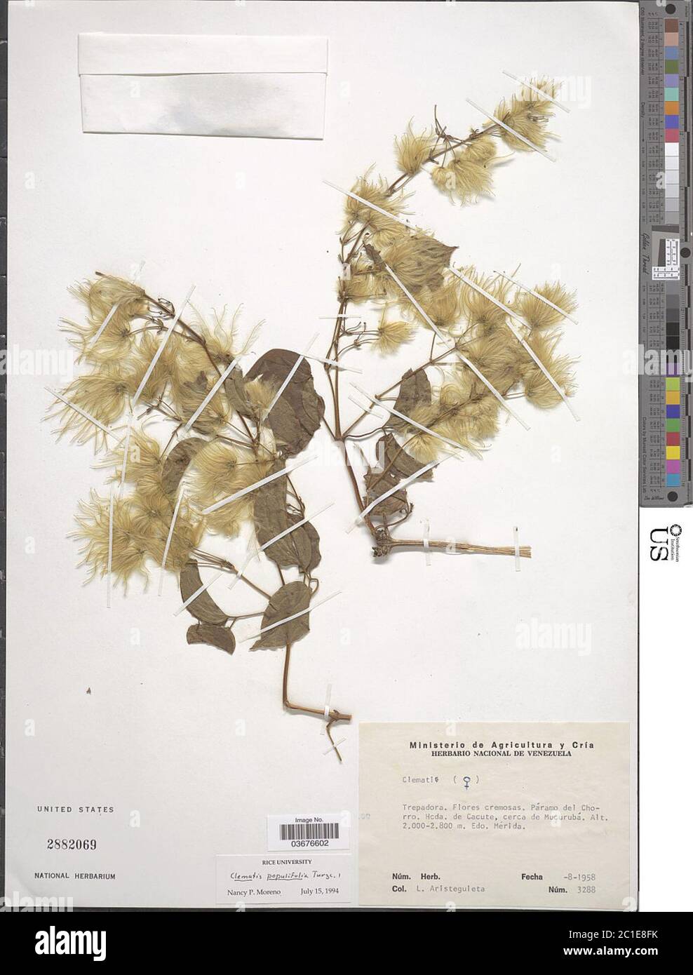 Clematis populifolia Turcz Clematis populifolia Turcz Stock Photo - Alamy