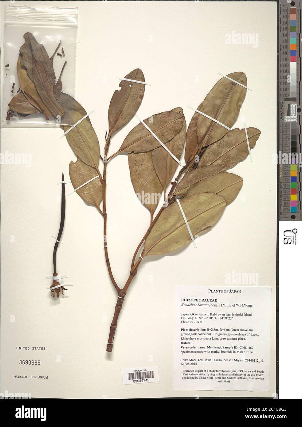 Kandelia obovata sheue hi-res stock photography and images - Alamy