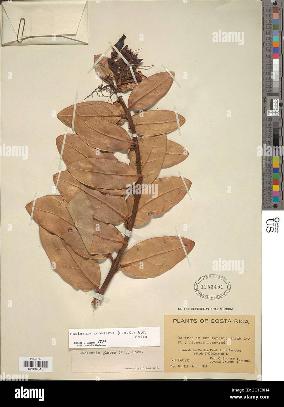 Macleania rupestris Kunth AC Sm Macleania rupestris Kunth AC Sm Stock ...