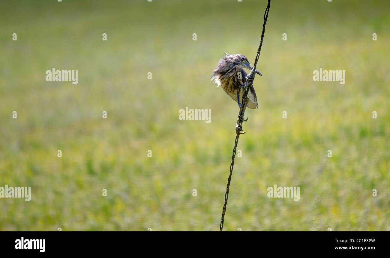 American bittern, a species of Herons bird Stock Photo - Alamy